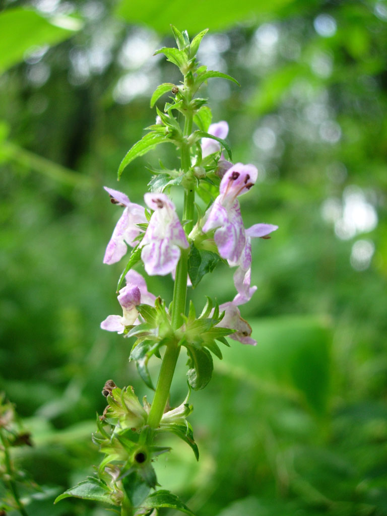 Stachys palustris Woundwort | Prairie Moon Nursery