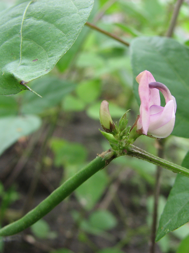 Strophostyles helvola Trailing Wild Bean | Prairie Moon Nursery