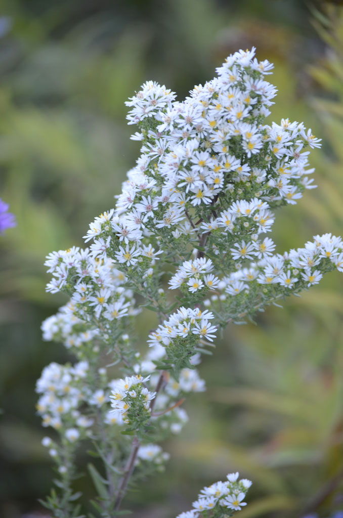 Heath Aster 520 White Heath Aster Images, Stock Photos, 3D Objects,