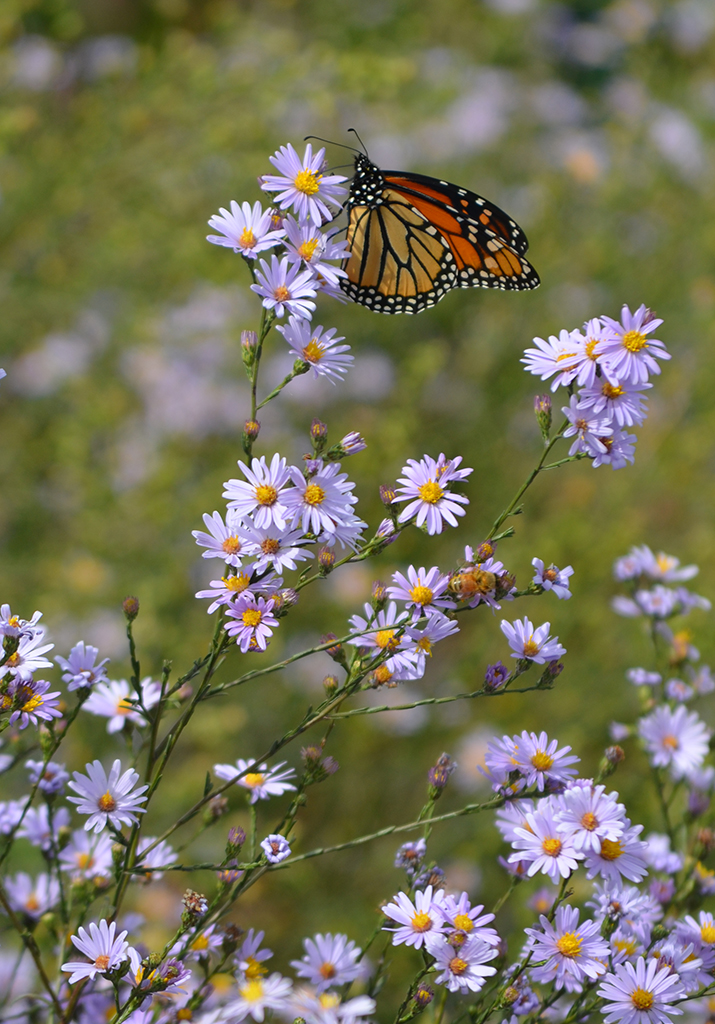 Blue aster flower store