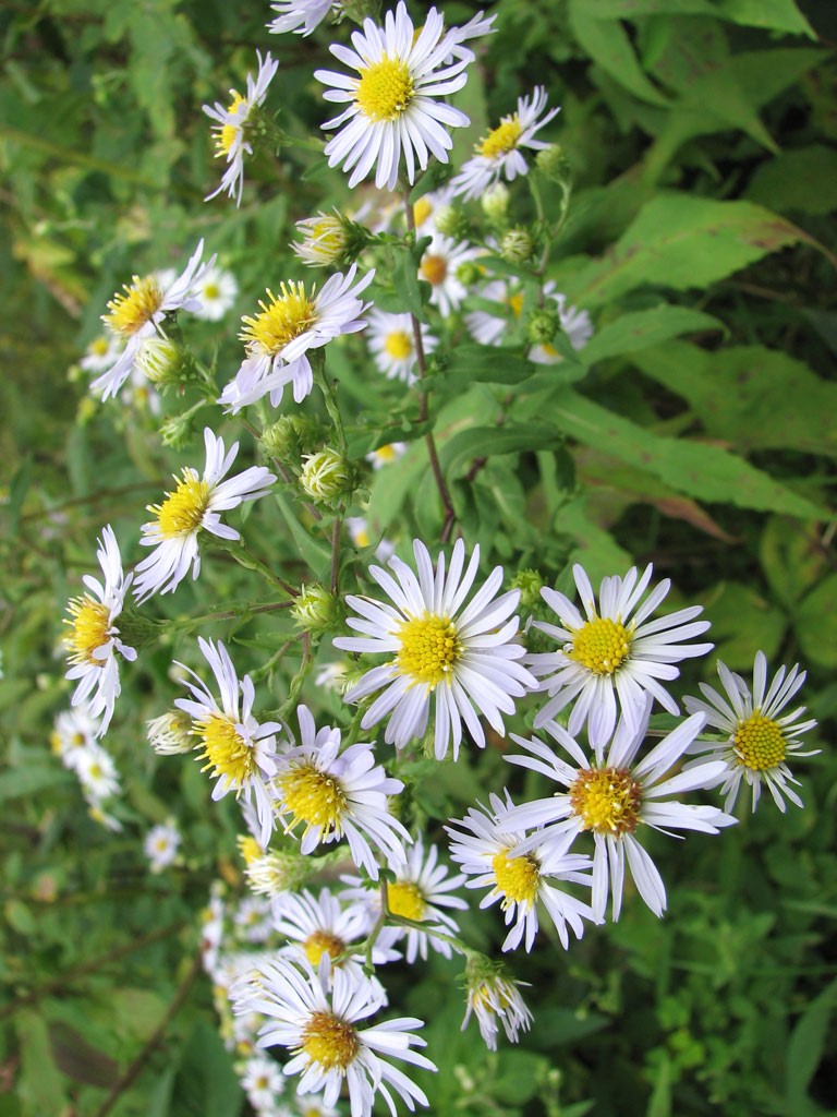 Symphyotrichum prenanthoides Crooked-stemmed Aster | Prairie Moon Nursery