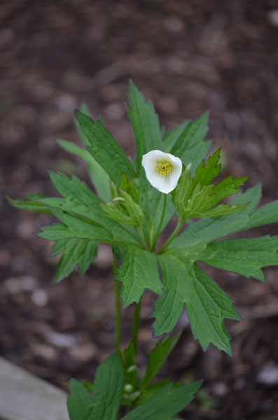 Anemone cylindrica Thimbleweed | Prairie Moon Nursery