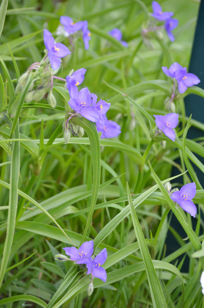 Tradescantia bracteata Prairie Spiderwort | Prairie Moon Nursery
