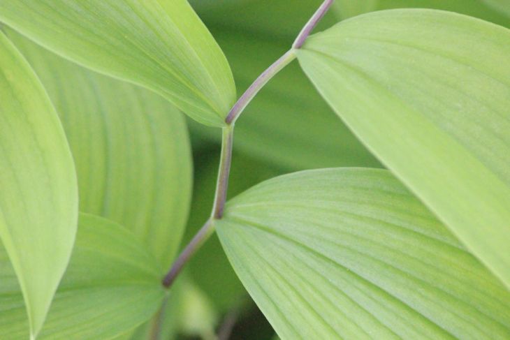 Uvularia Sessilifolia Uvularia Sessilifolia