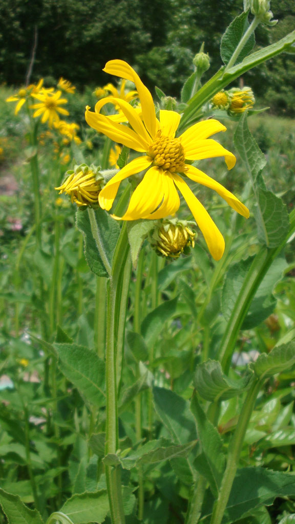 Bright Yellow Flowers