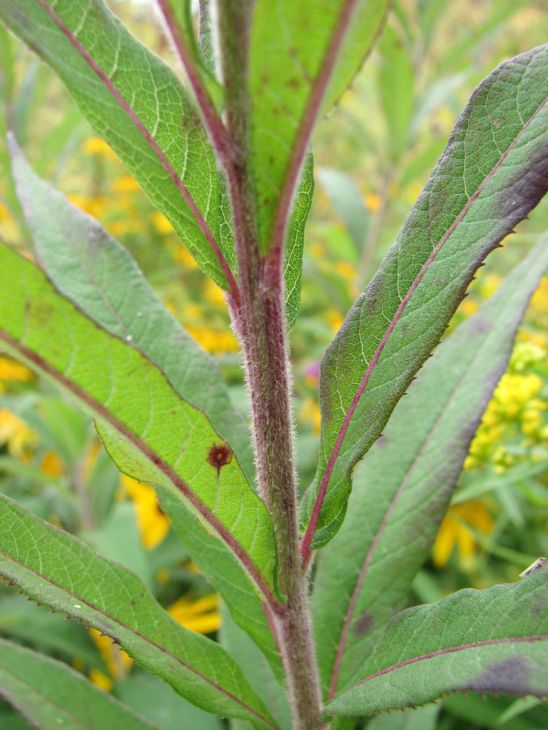 Vernonia Missurica