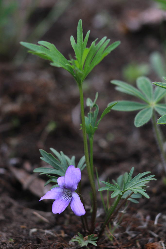 Viola pedatifida Prairie Violet | Prairie Moon Nursery