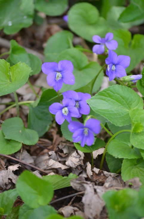 Blue Violets Flowers