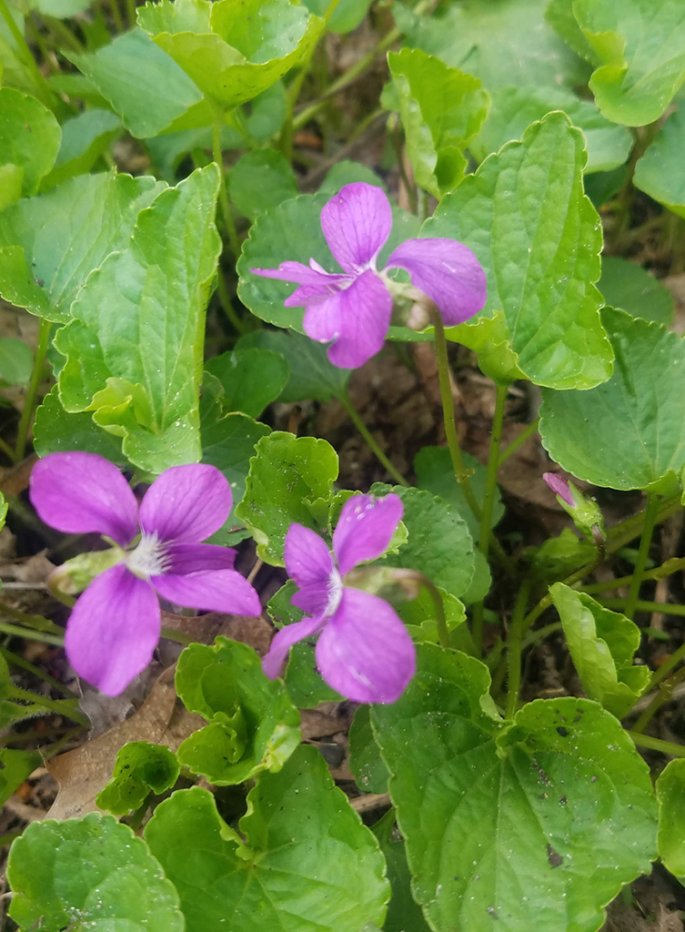 Viola sororia f. rubra Common Blue Violet, pink form | Prairie Moon Nursery