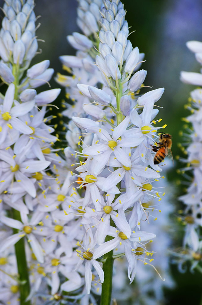 Camassia scilloides Wild Hyacinth | Prairie Moon Nursery