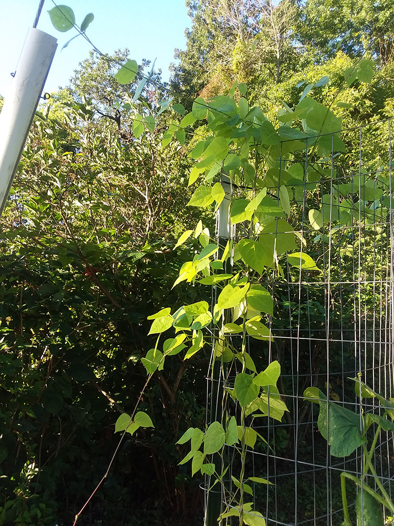 Phaseolus polystachios Wild Kidney Bean | Prairie Moon Nursery