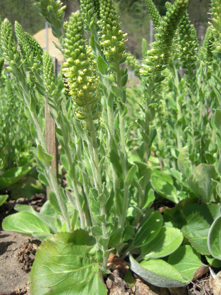 Synthyris bullii Kittentails | Prairie Moon Nursery