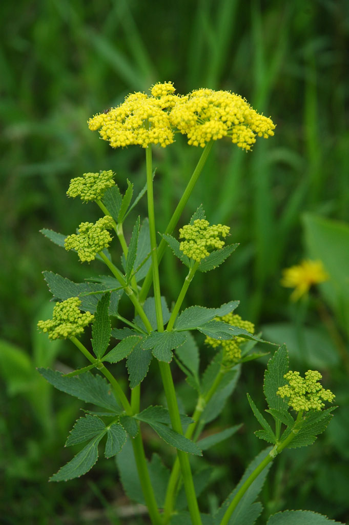 Zizia aptera Heart-leaf Golden Alexanders | Prairie Moon Nursery